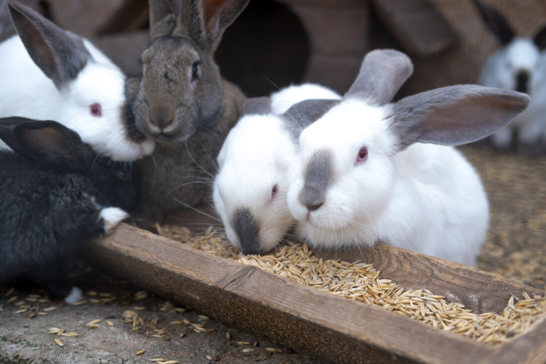 Routines, Tools and Equipment for Raising Rabbits - Grit